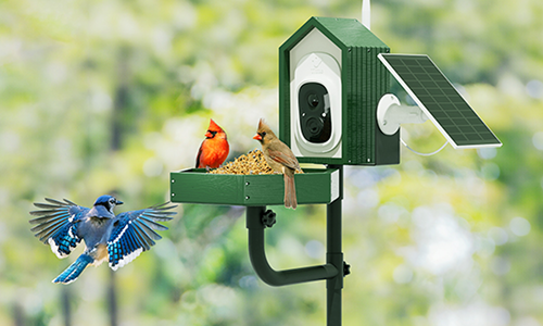 Platform Bird Feeders | Open Design & Multi-Bird Feeding