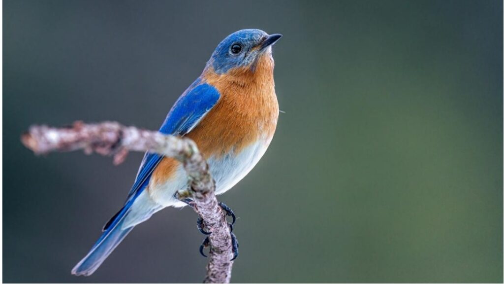 The Life of Eastern Bluebirds - Attract Birds to Your Backyards with ...