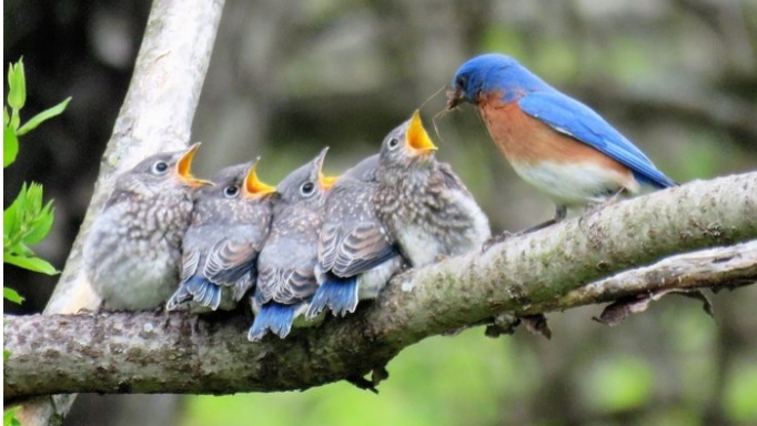 The Life of Eastern Bluebirds