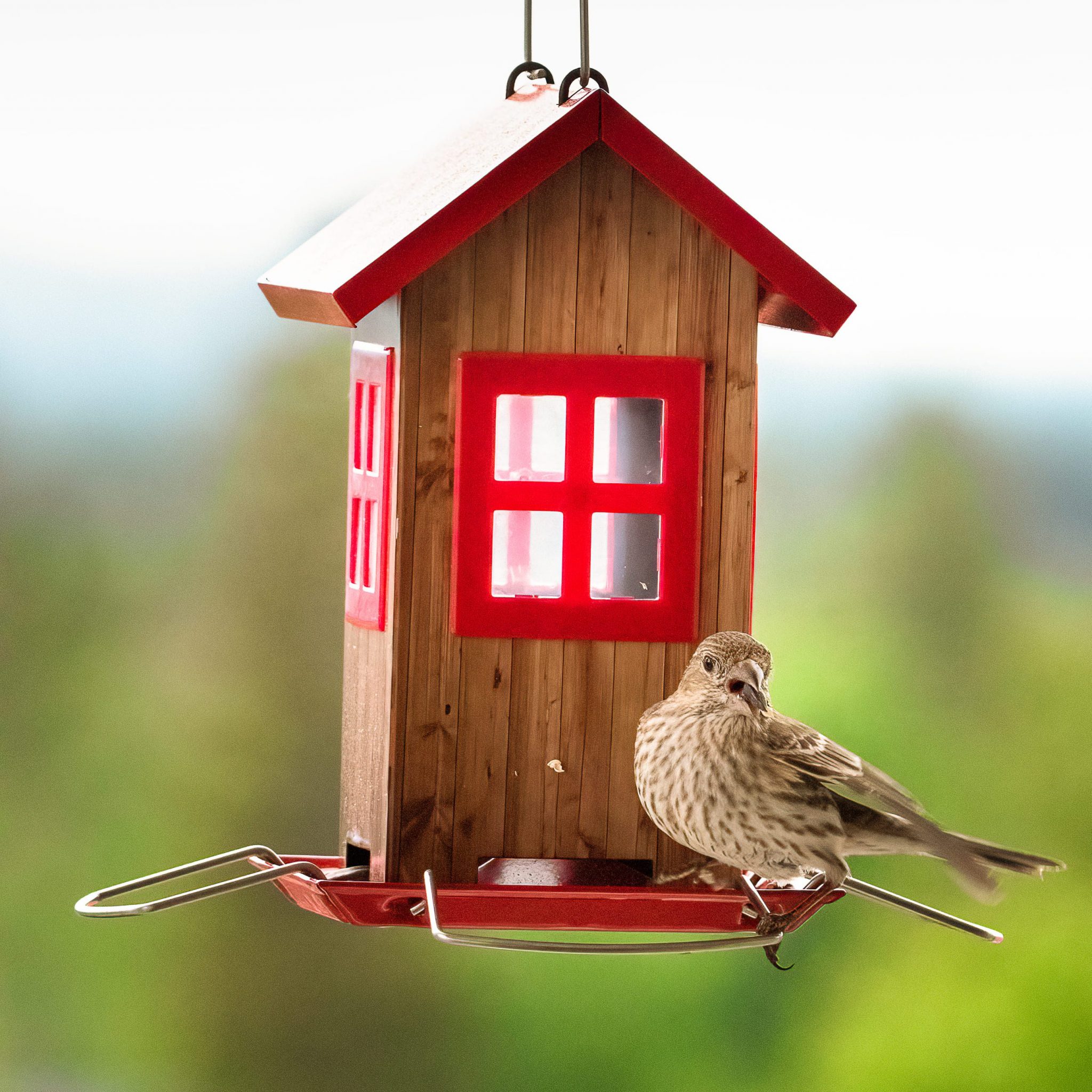 9 Types of Bird Feeders You Should Know