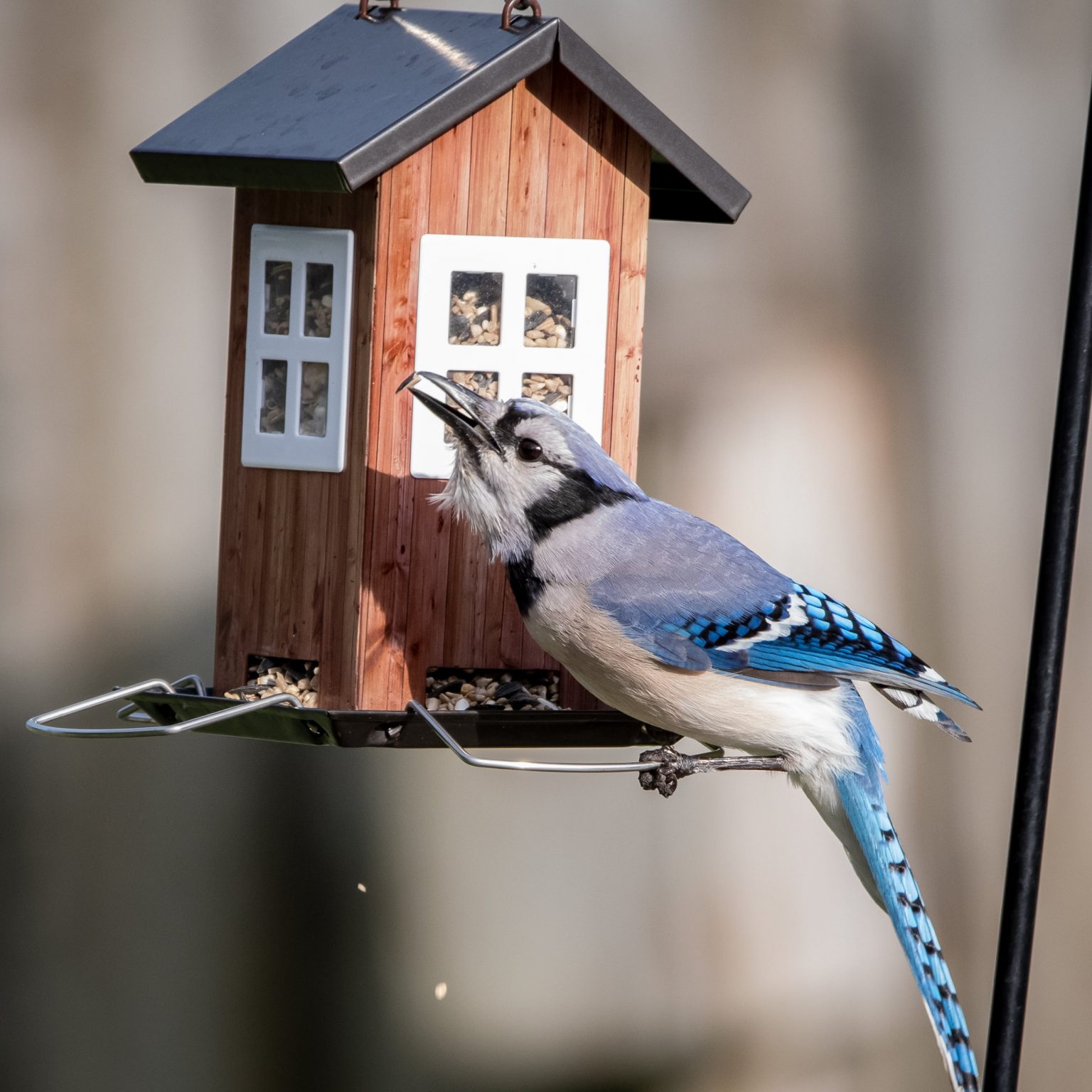 Bluebirds and Blue Jays' Typical Differences