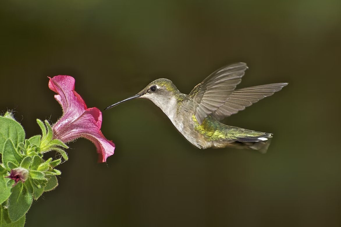 Why Do Hummingbirds Have Long Beaks? - Attract Birds to Your Backyards ...