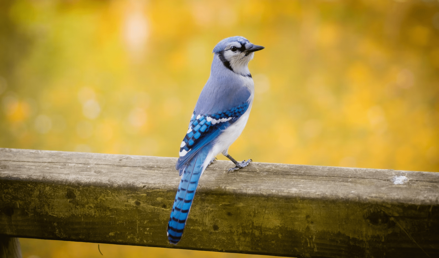 9 Fun Facts about Blue Jays You Never Miss - Attract Birds to Your ...