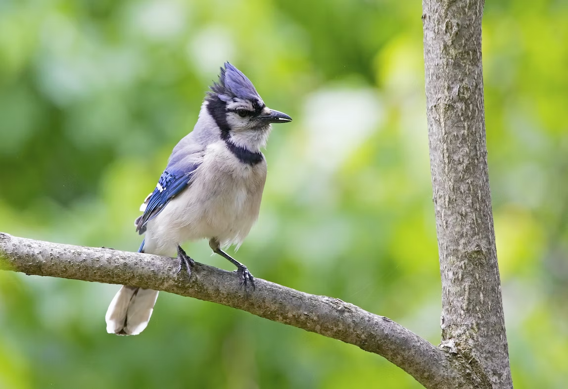 9 Fun Facts about Blue Jays You Never Miss