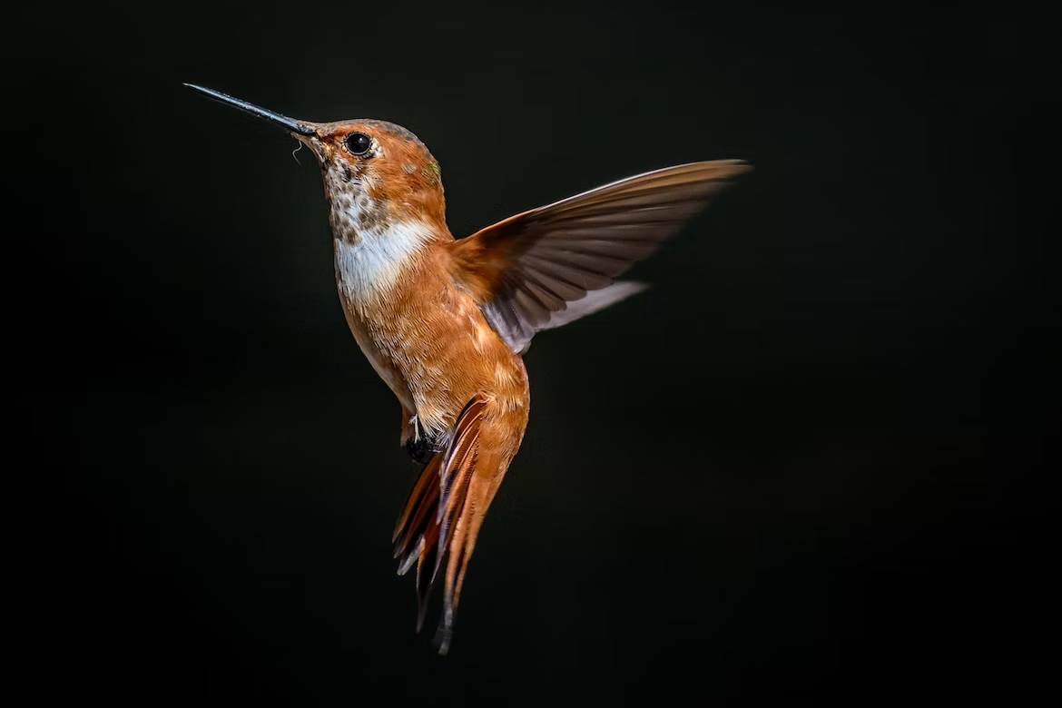Why Do Hummingbirds Fly Backward?