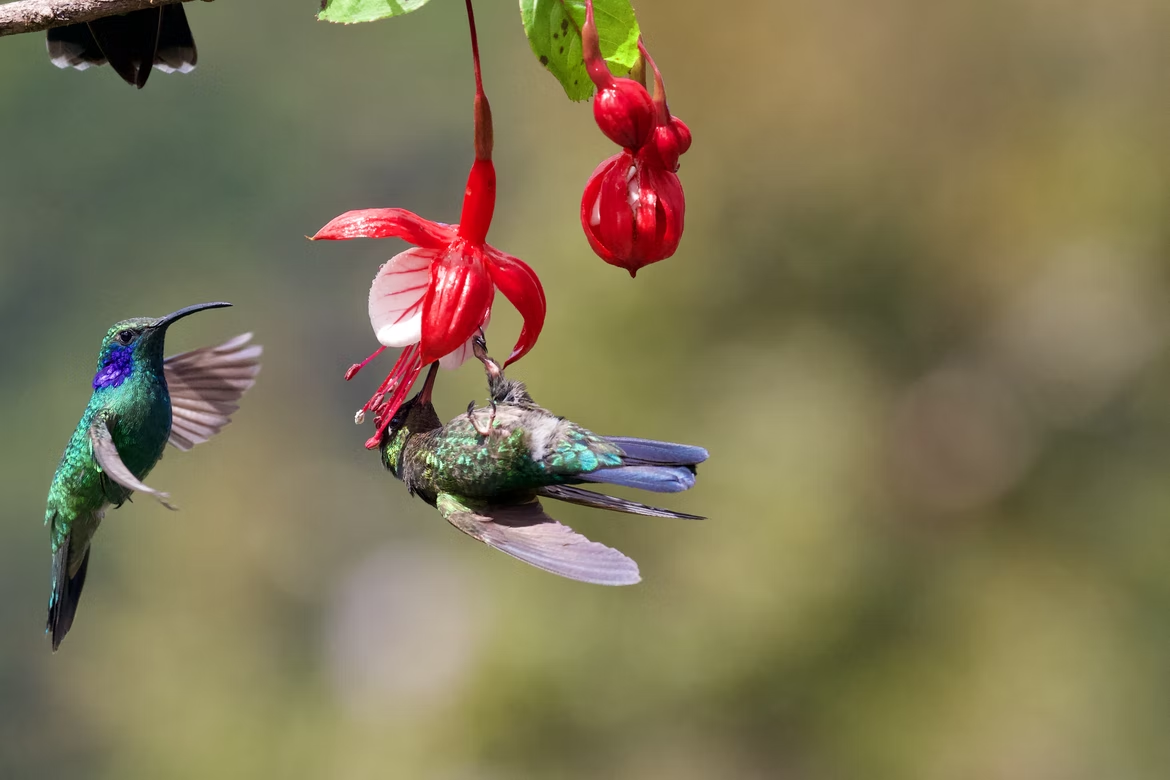 Why Do Hummingbirds Fly Backward?