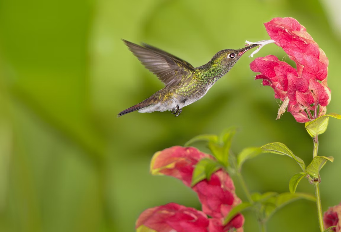 Why Do Hummingbirds Fly Backward? - Attract Birds to Your Backyards ...