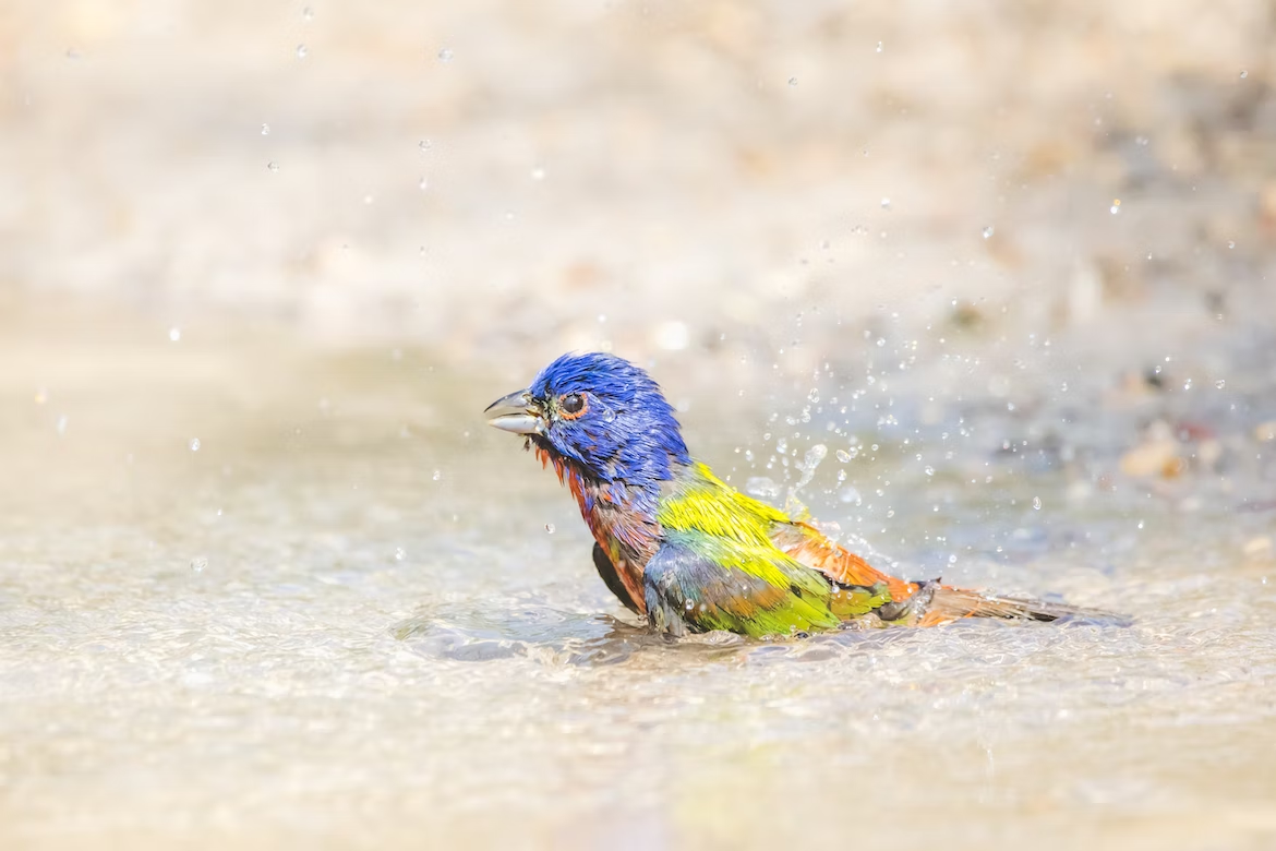 10 Fun Facts About Painted Buntings