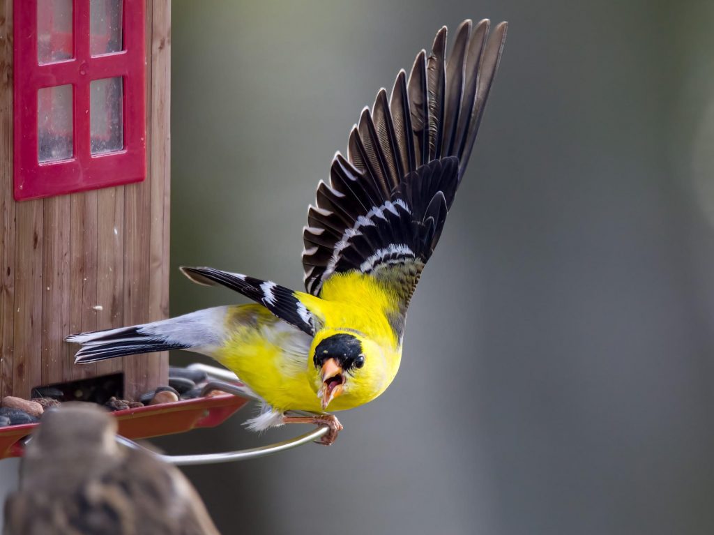 8 Fun Facts About Goldfinch You Must Know
