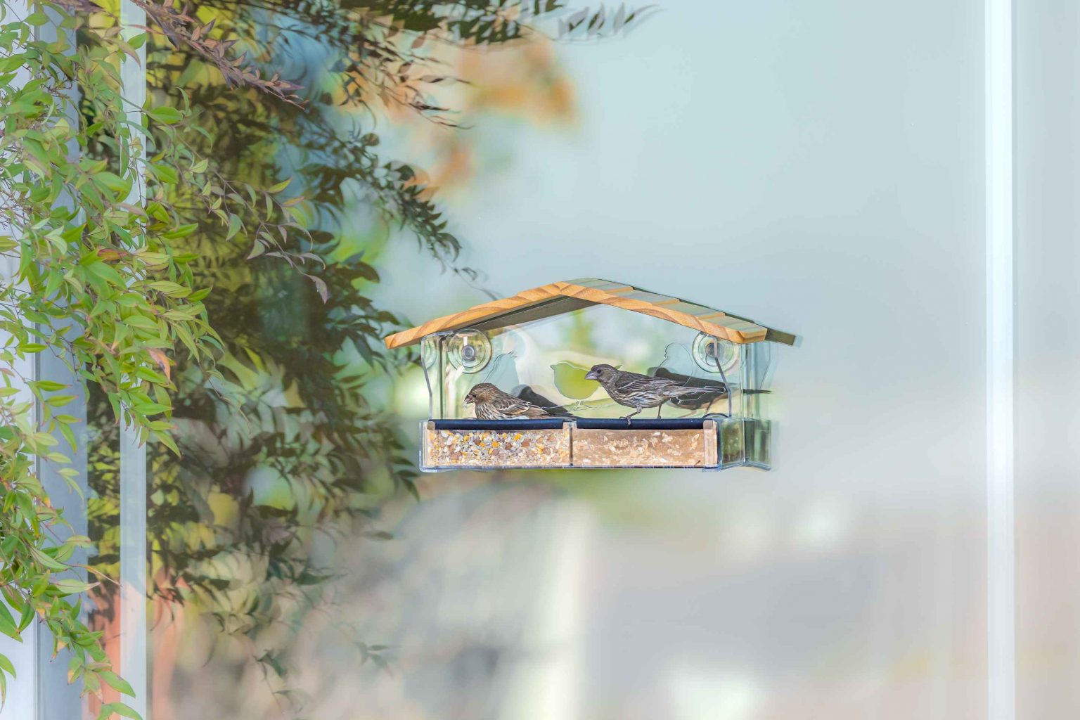 Ultimate Guide to Choosing the Perfect Bird Feeder for Every Seed Type