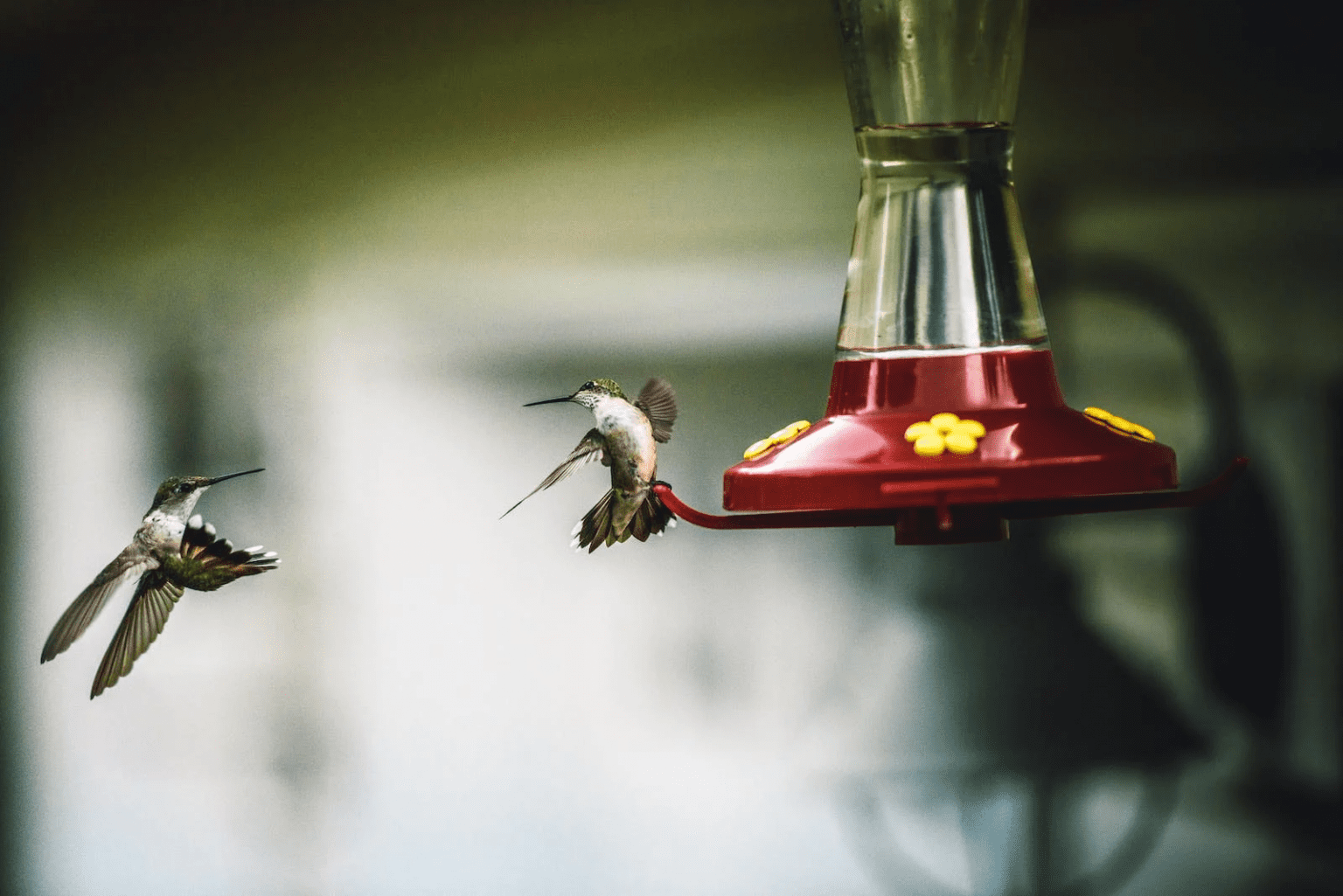 How Do Hummingbirds Feed Their Babies