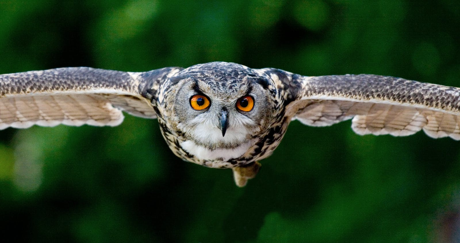 5 Most Common Owls in North America
