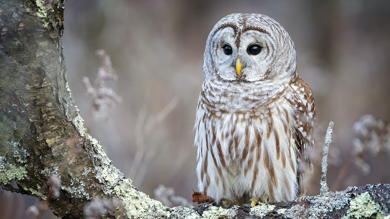 5 Most Common Owls in North America