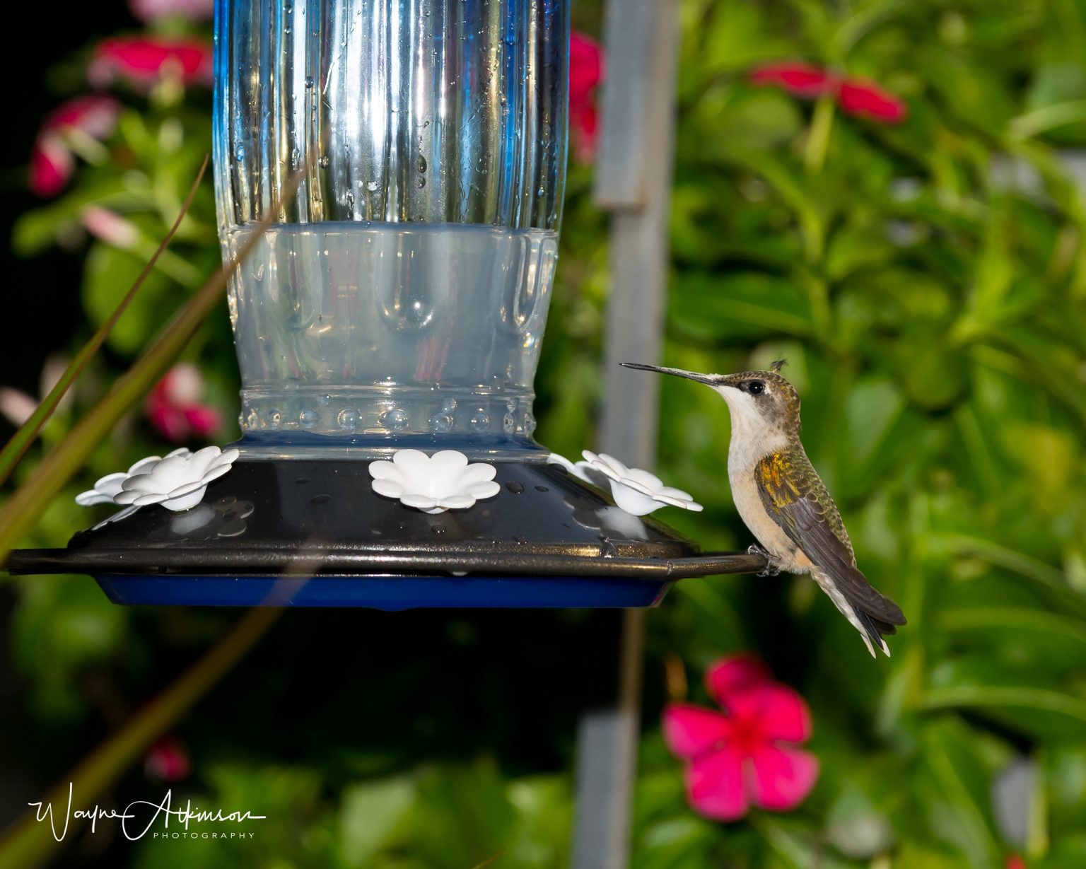 Starting Guide for Hummingbird Feeding