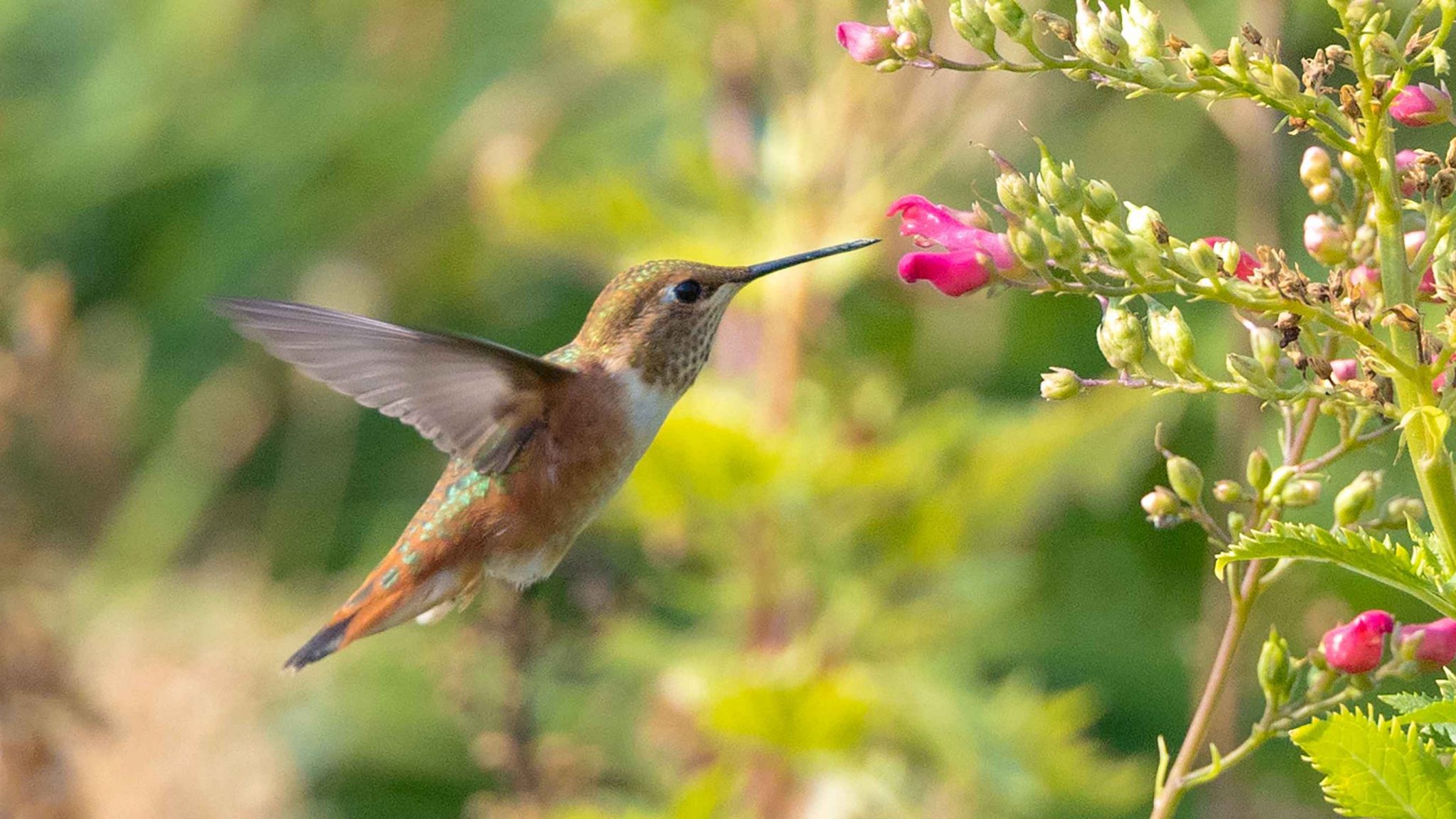 5 Species of Nectar-Feed Birds You Never Miss