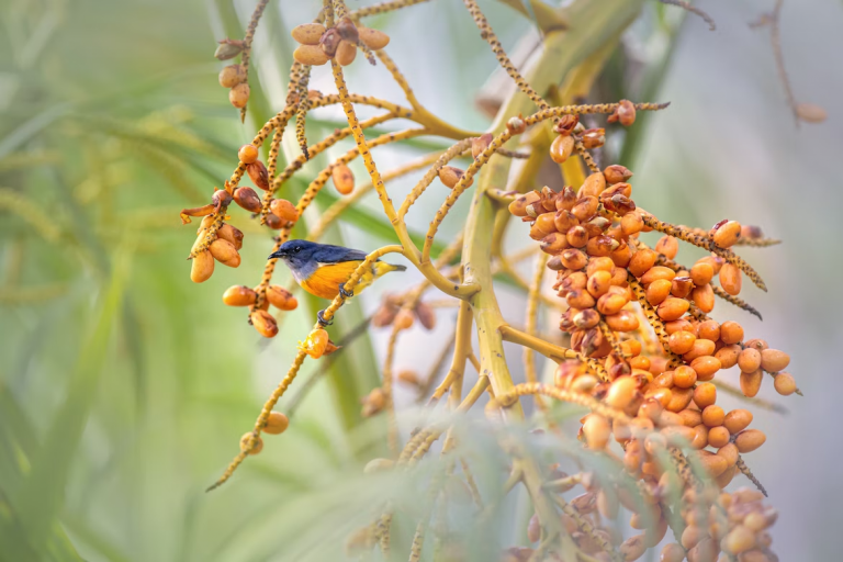 5 Species of Nectar-Feed Birds You Never Miss