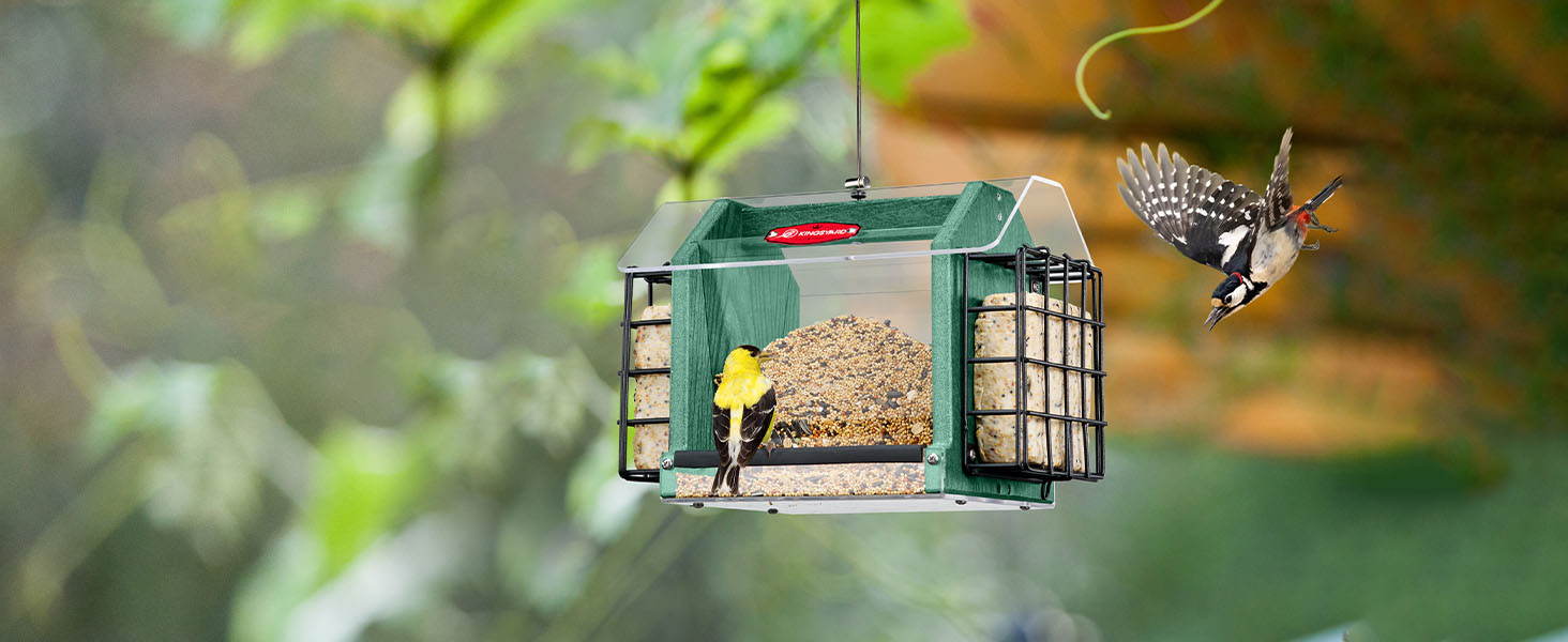 How to Choose the Right Bird Feeder by Features