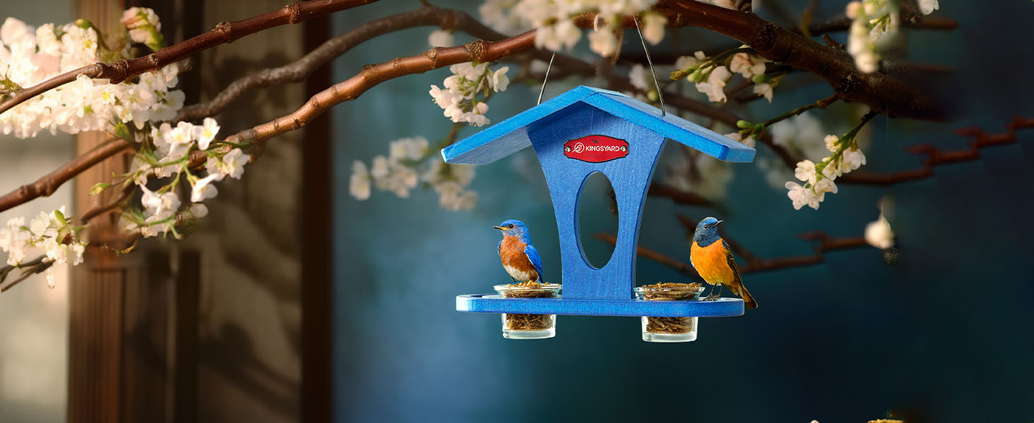 How to Choose the Right Bird Feeder by Features