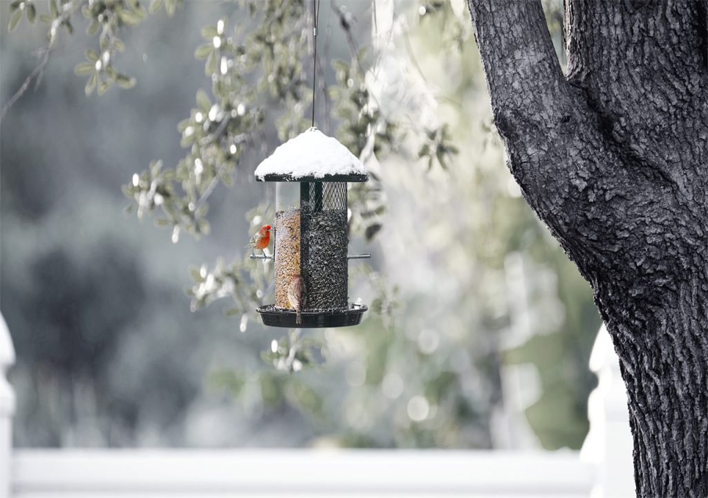 Bird Feeder Setup & Placement: A Comprehensive Guide
