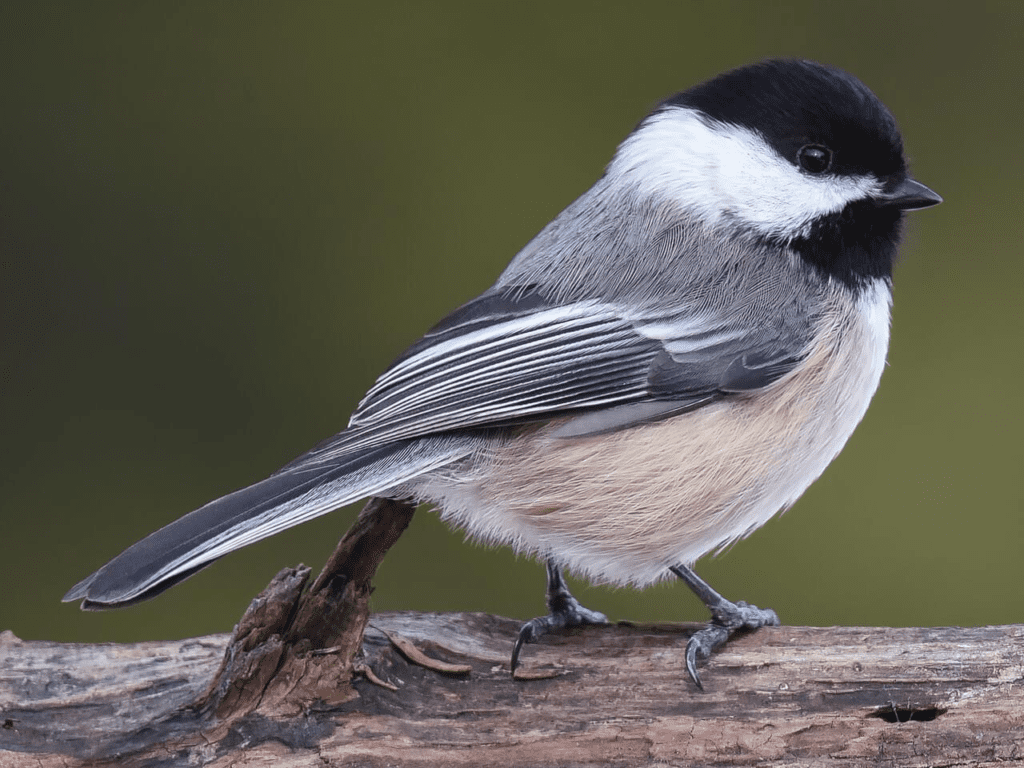 Attracting Chickadees with a Birdbath!