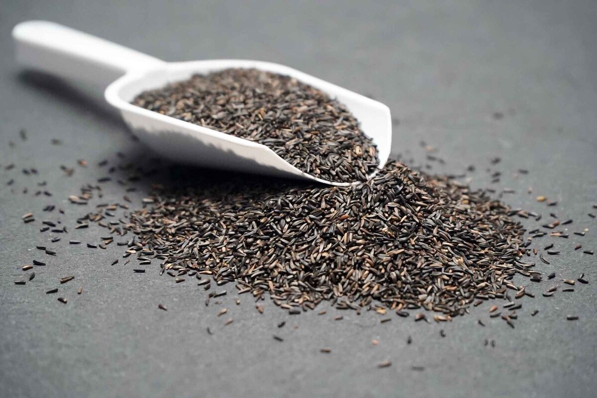 Ultimate Guide to Choosing the Perfect Bird Feeder for Every Seed Type