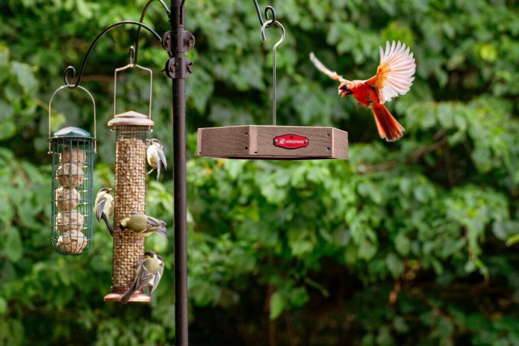 How to choose the Best Bird Feeders for 9 Common Birds