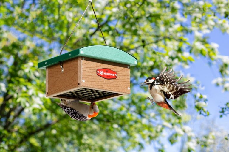 Beginner's Guide to Bird Feeders: Types, Target Birds, and Buying Tips