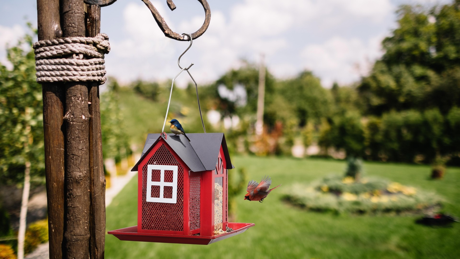 Bird Feeder Cleaning Guide: How to Keep Your Feeders Safe and Hygienic ...