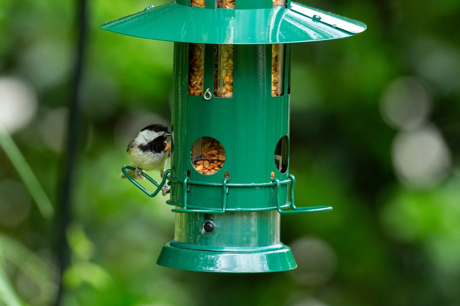 Bird Feeder Setup & Placement: A Comprehensive Guide
