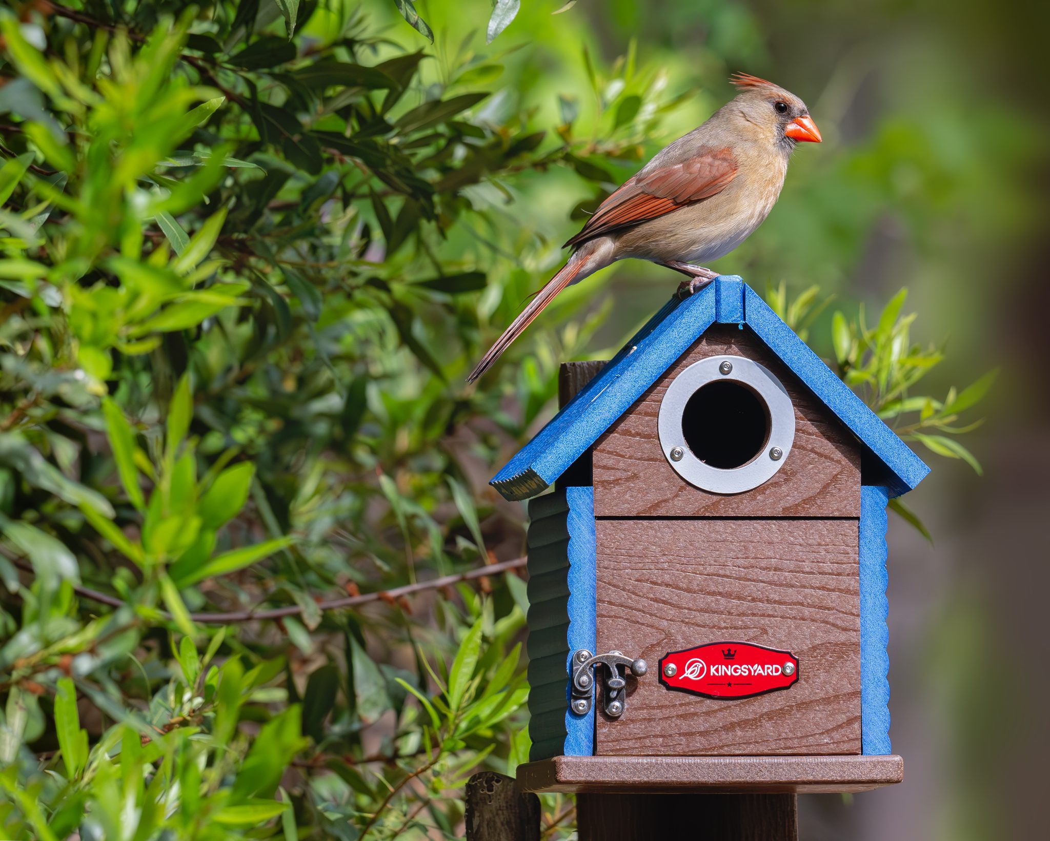 5 Species of Nectar-Feed Birds You Never Miss
