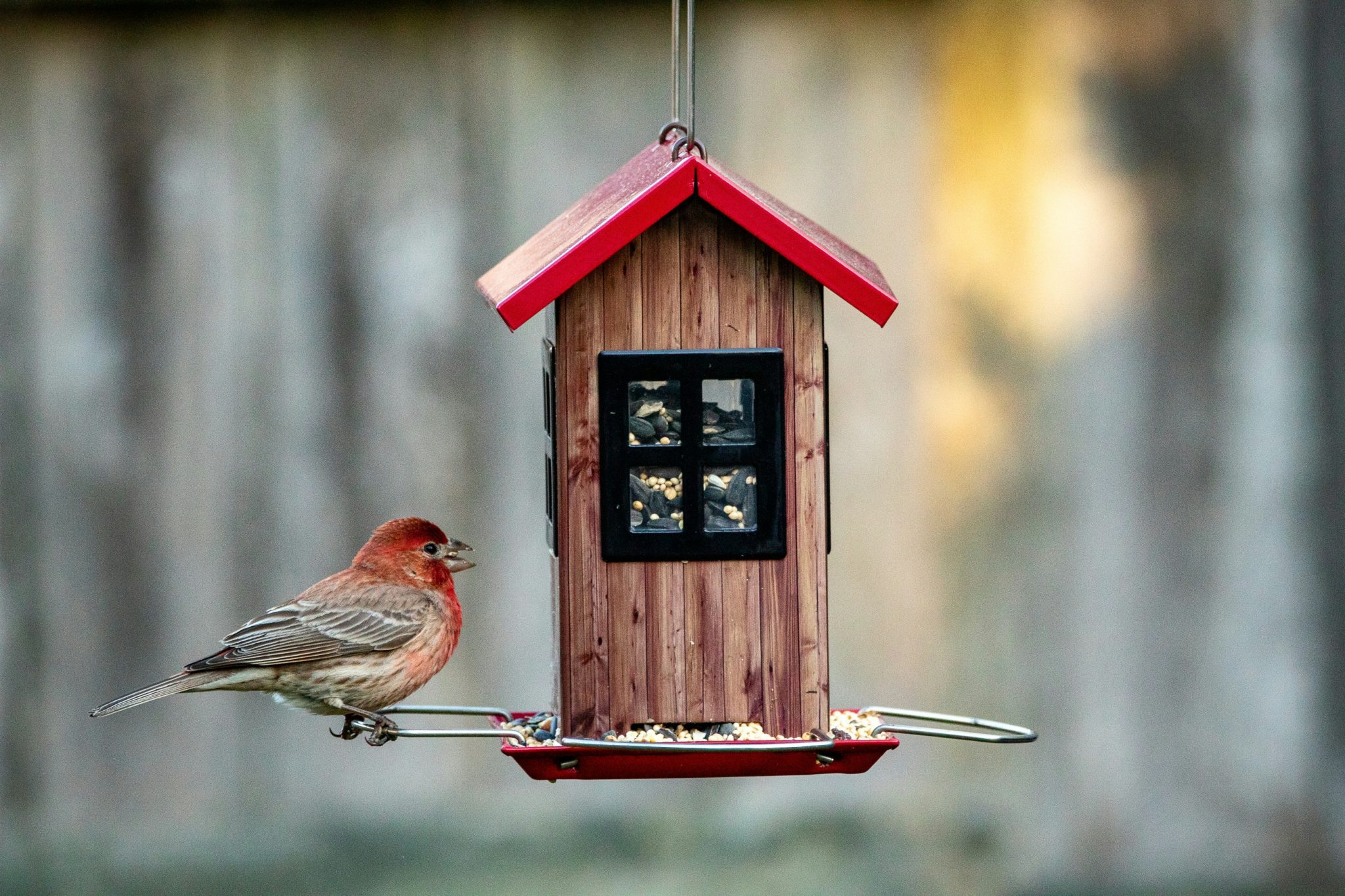 Beginner's Guide to Bird Feeders: Types, Target Birds, and Buying Tips