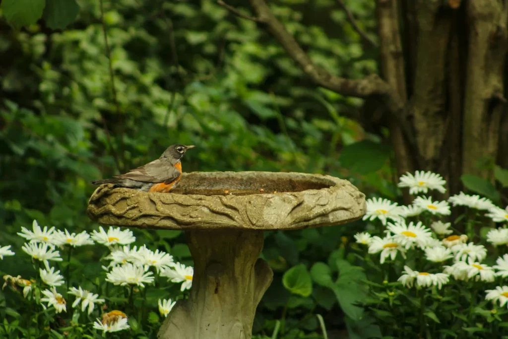 Signs Birds Are Already Familiar With Your Backyard