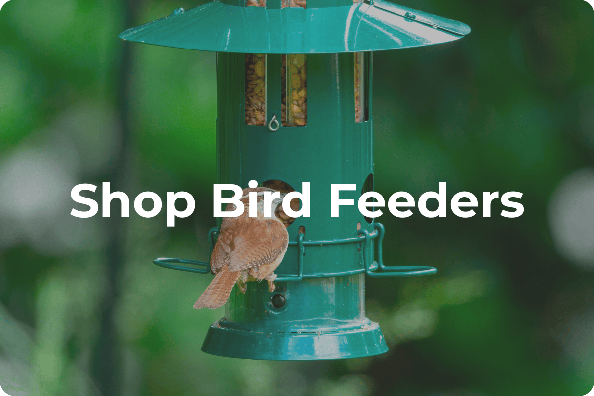 Bird Feeder Setup & Placement: A Comprehensive Guide