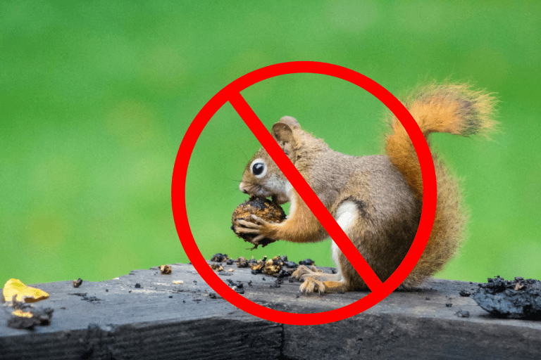 Best Squirrel Proof Bird Feeders 2026: Top 5 Kingsyard Picks Tested ...